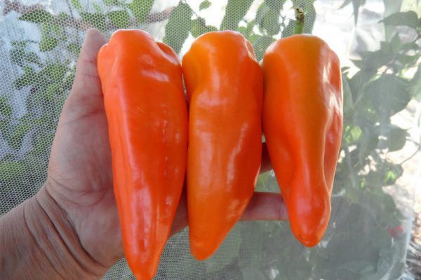 Gatherers Gold Sweet Pepper Seeds | Super Hot Chiles