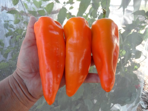 Gatherers Gold Sweet Pepper Seeds | Super Hot Chiles