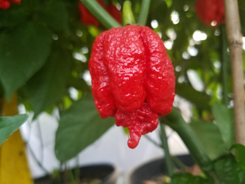 Lava Red Pepper Seeds 10 | Super Hot Chiles