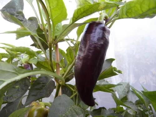 Purple Marconi Pepper 10 Seeds | Super Hot Chiles
