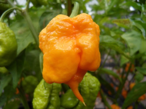 Yellow Trinidad 7 Pot Primo Chile Plants | Super Hot Chiles