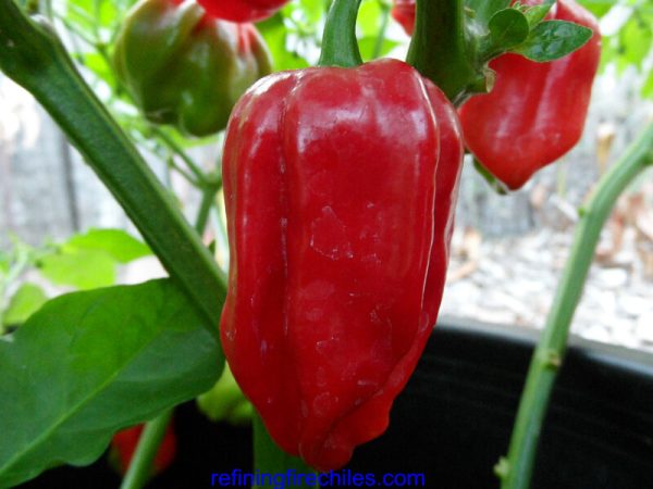 The Ajis | Super Hot Chiles