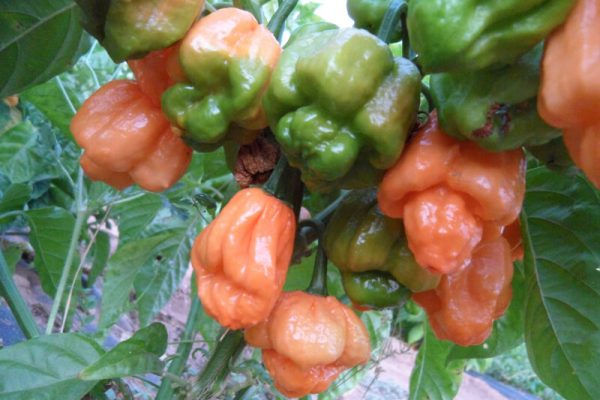 Bahamian Goat | Super Hot Chiles