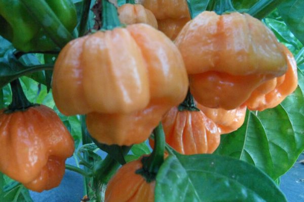 Bahamian Goat | Super Hot Chiles