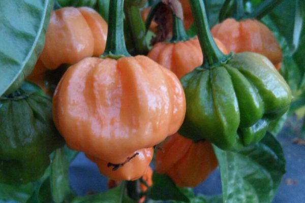 Bahamian Goat | Super Hot Chiles