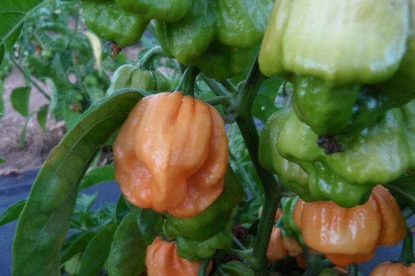 Bahamian Goat | Super Hot Chiles