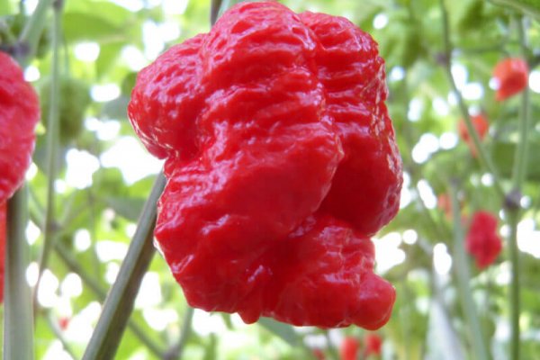 7 Pot Brain Strain Pepper | Super Hot Chiles