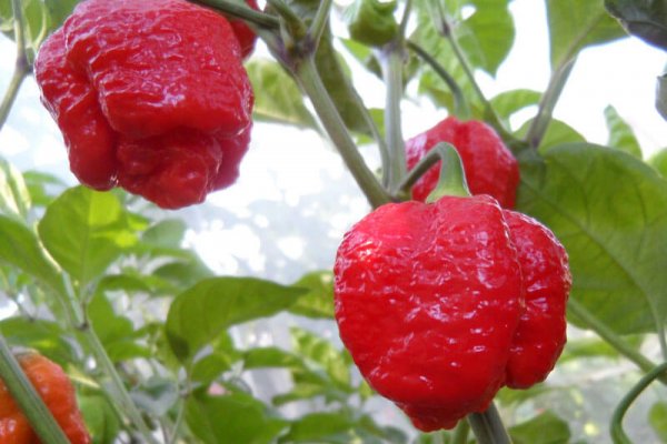 7 Pot Brain Strain Pepper | Super Hot Chiles