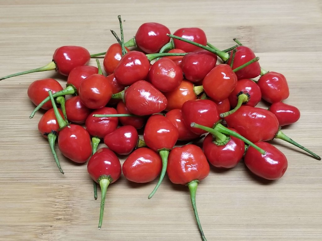 Wiri Wiri Pepper 10+ Seeds | Super Hot Chiles