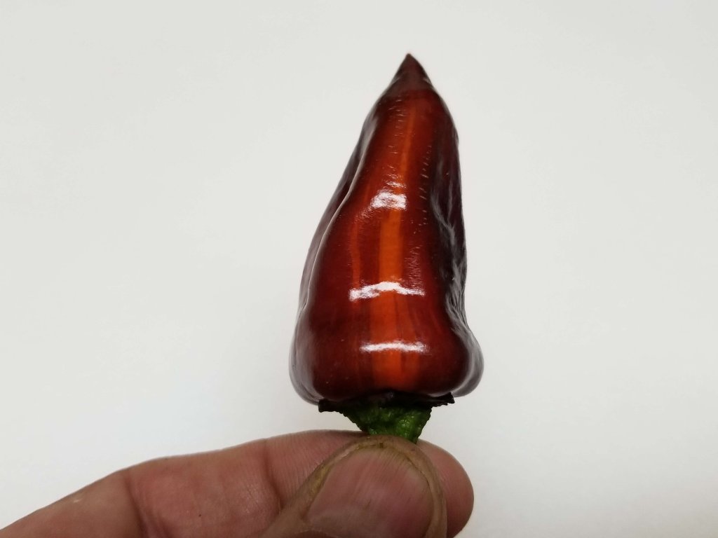 Tiger Jalapeno Pepper TM 10+ Seeds | Super Hot Chiles