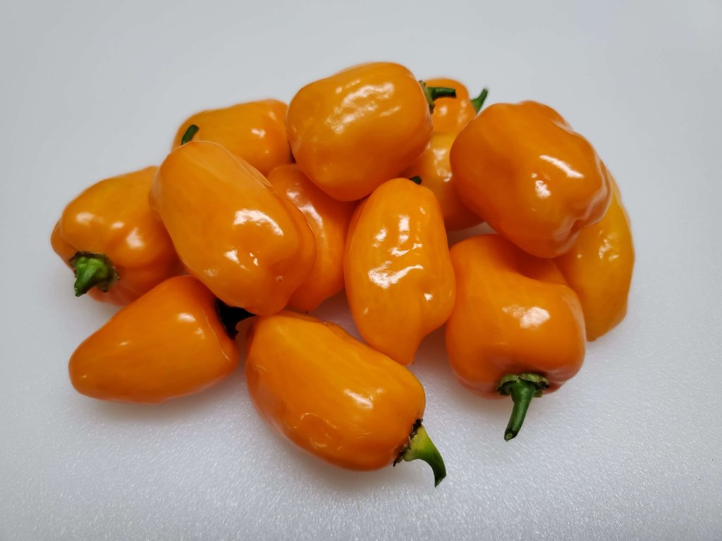 Oxkutzcabian Orange Pepper Seeds | Super Hot Chiles