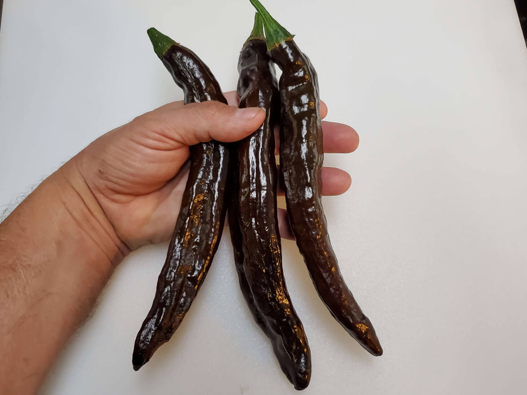 Pasilla Apaseo Pepper Seeds | Super Hot Chiles