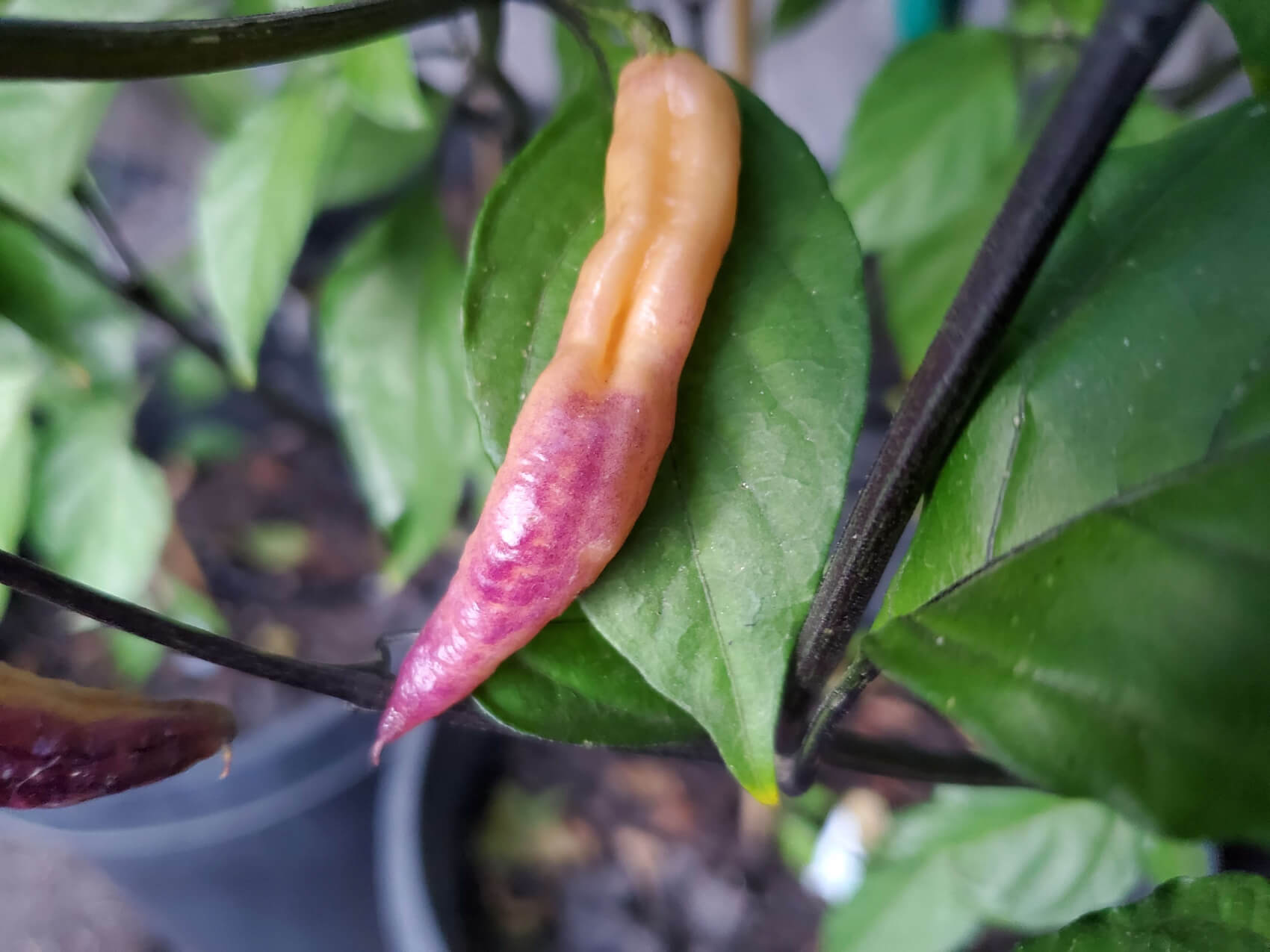 Purple Peach Pepper Seeds | Super Hot Chiles