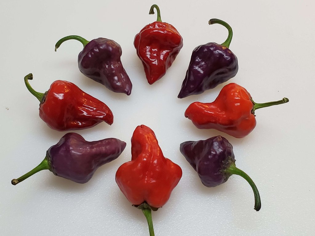 Purple UFO Pepper Seeds | Super Hot Chiles