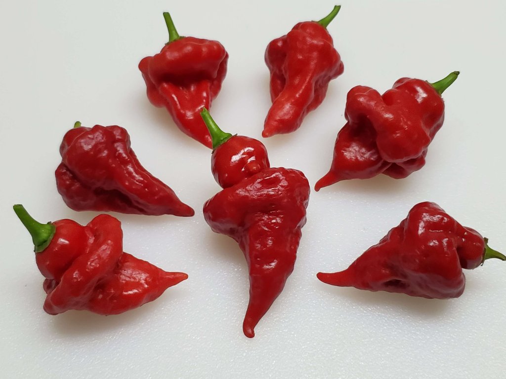 Turks Cap Pepper seeds | Super Hot Chiles