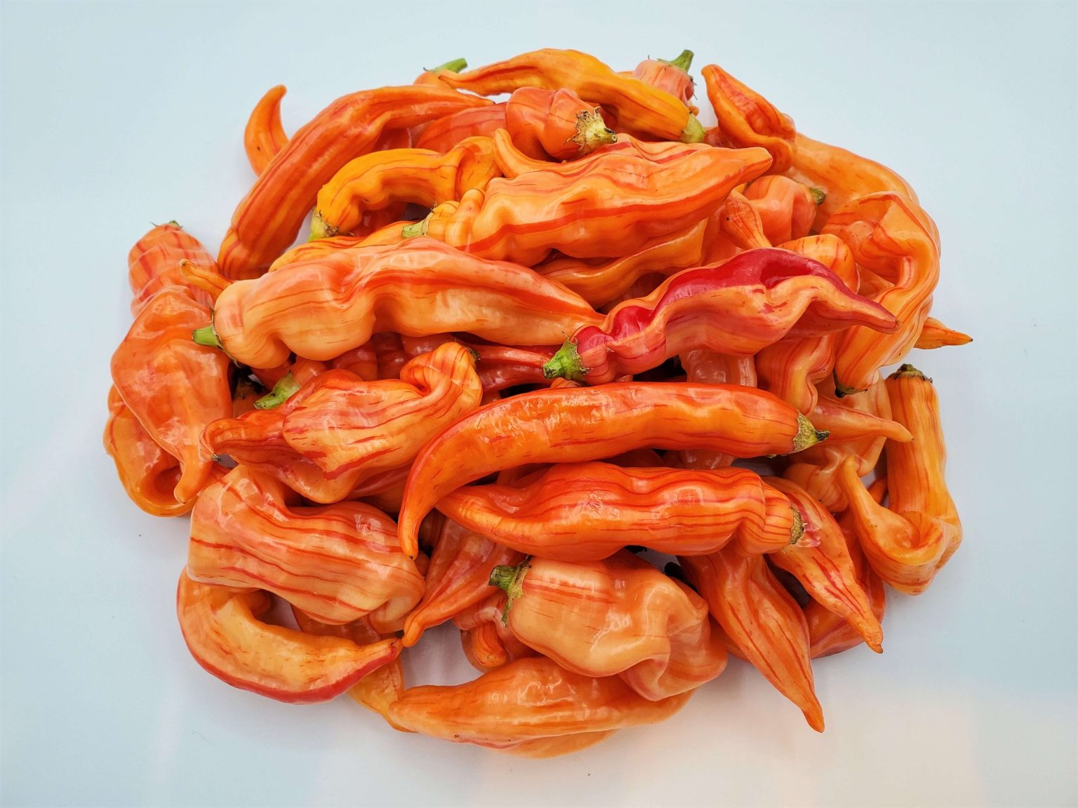 Sugar Rush Stripey Pepper Seeds | Super Hot Chiles