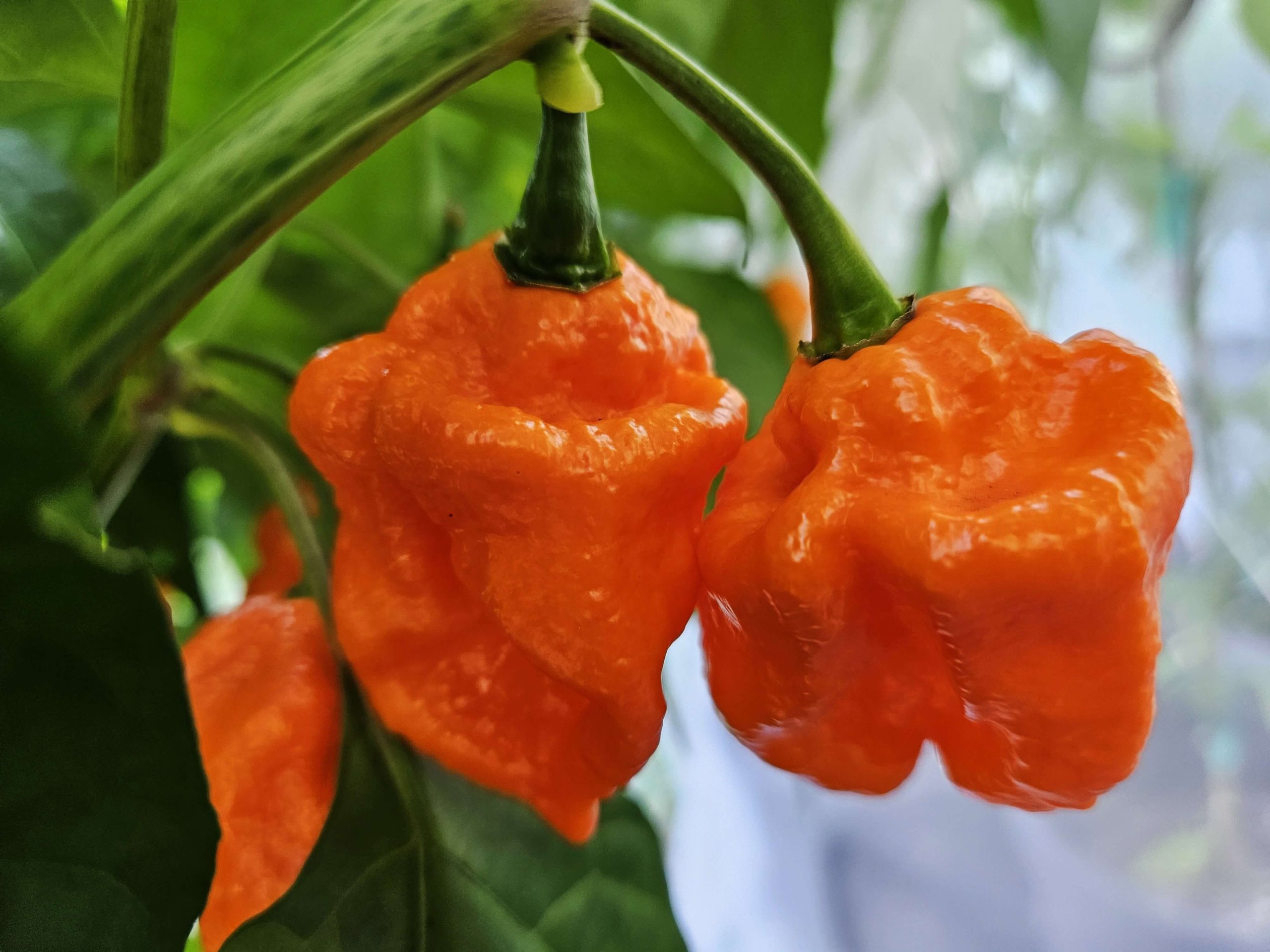 Maldivian Heart Orange Chile Plants | Super Hot Chiles