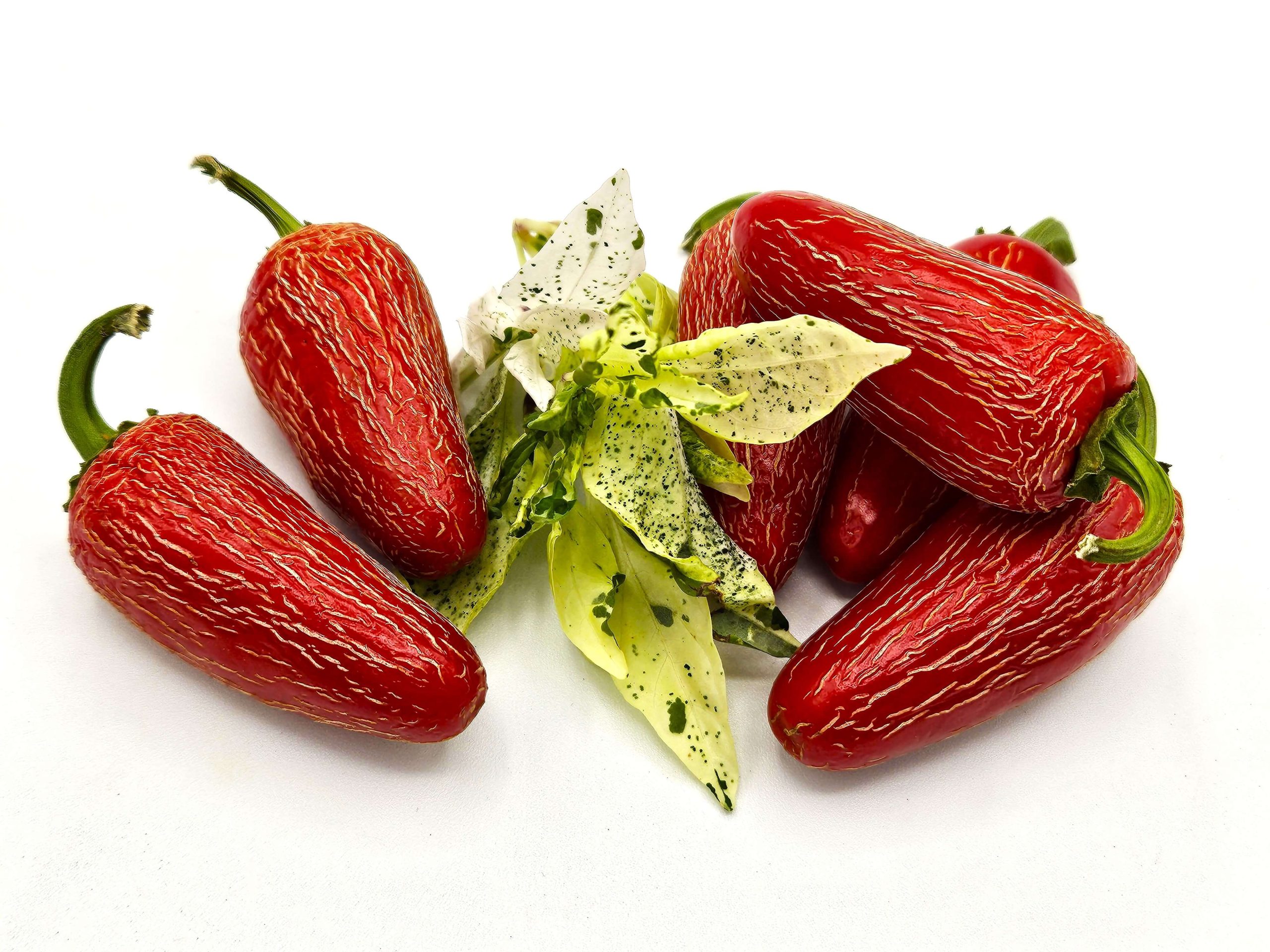 Mattapeno Pepper Seeds | Super Hot Chiles