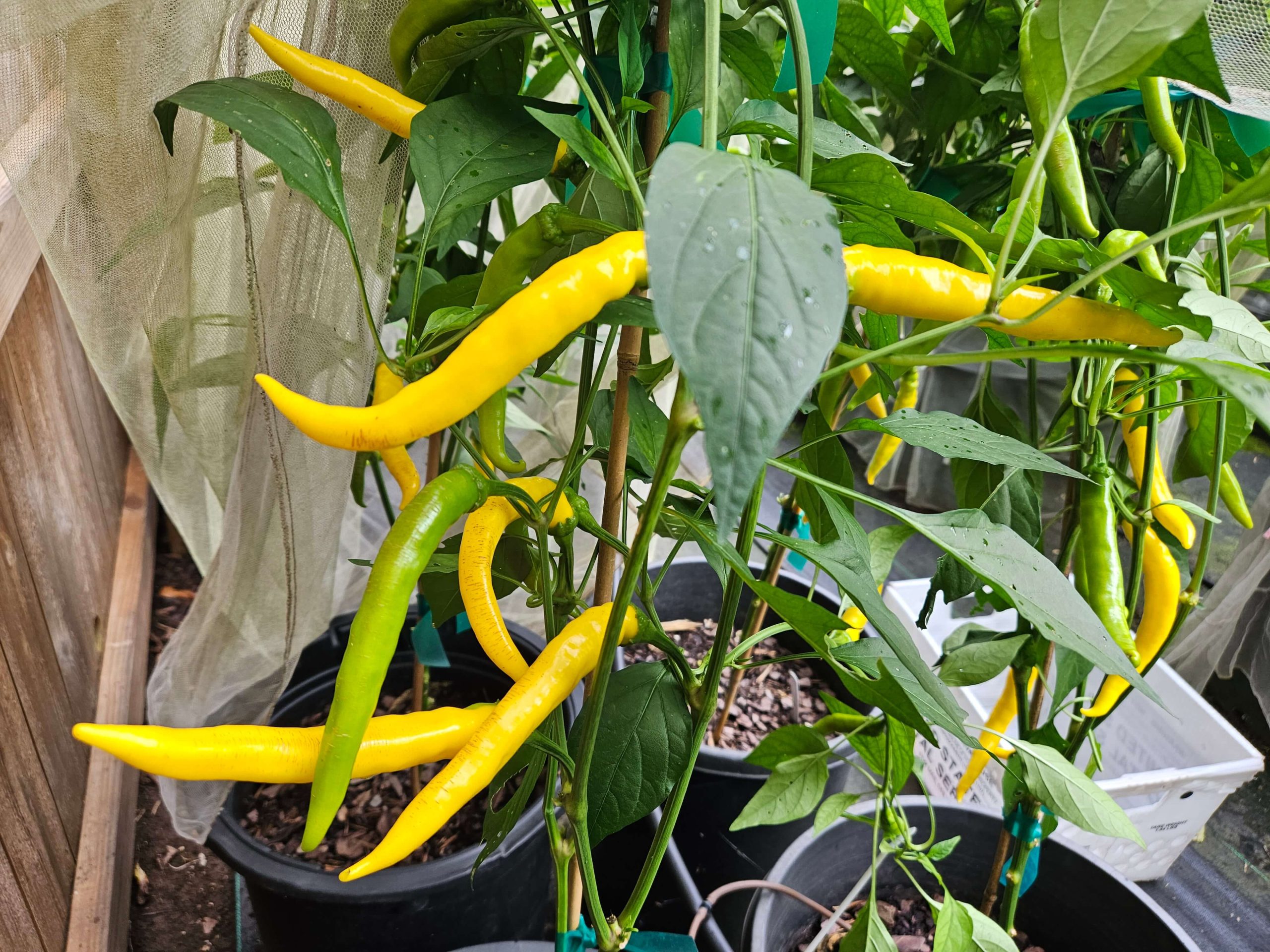 Sarit Gat Pepper Seeds | Super Hot Chiles