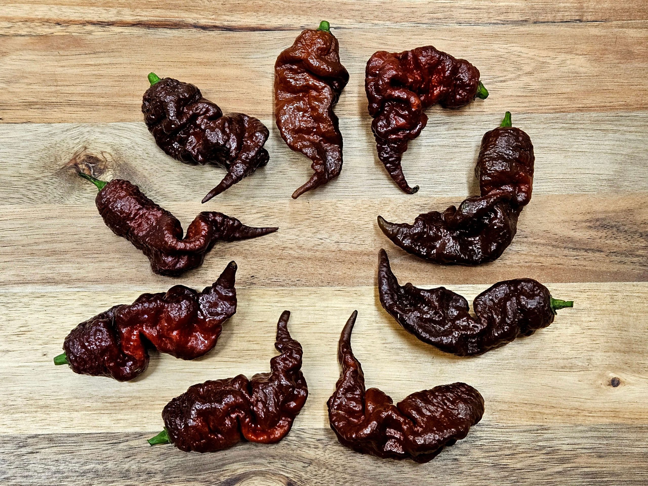 Chocolate Primotalii Chile Plants | Super Hot Chiles