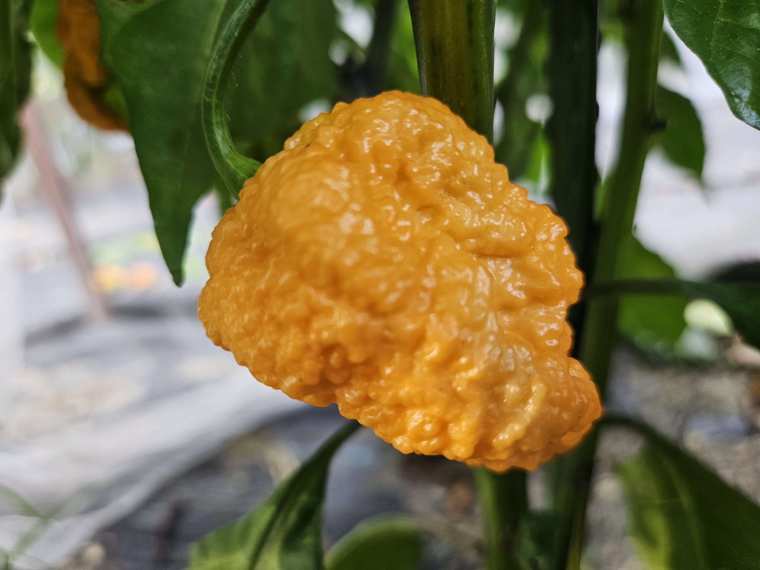 Fried Chicken Pepper Seeds | Super Hot Chiles